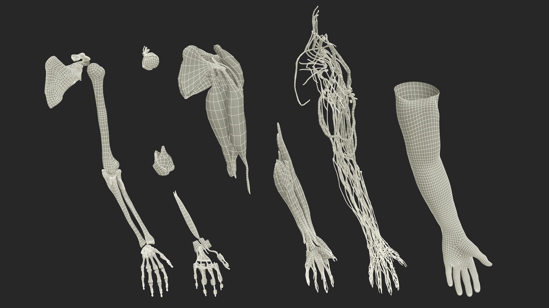 Arm Realistic Male Anatomy 3D - TurboSquid 2169040