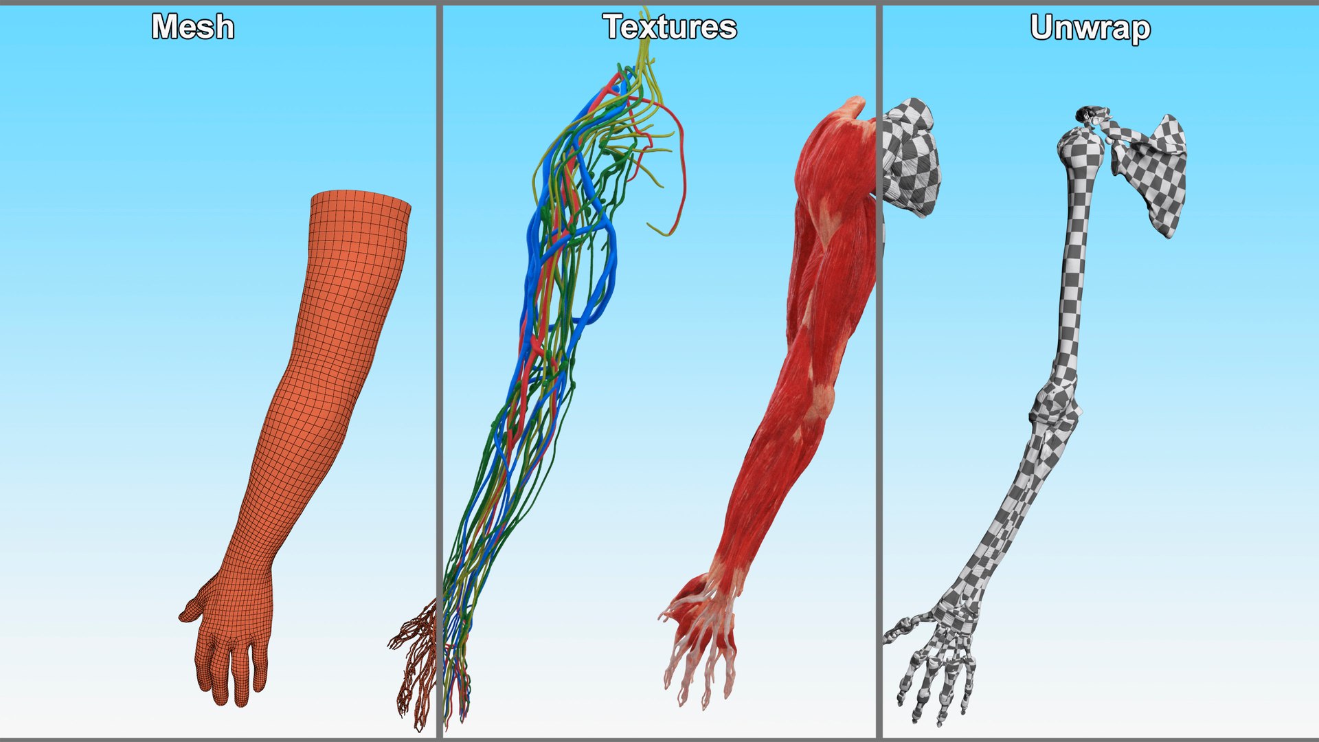 Arm Realistic Male Anatomy 3D - TurboSquid 2169040