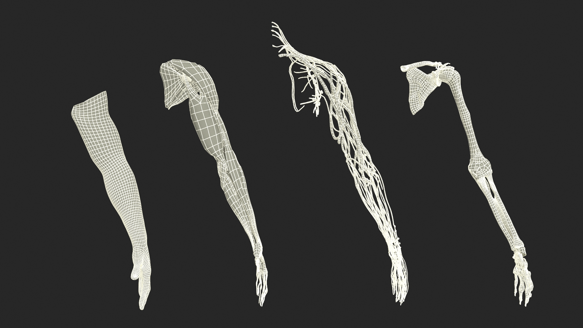 Arm Realistic Male Anatomy 3D - TurboSquid 2169040