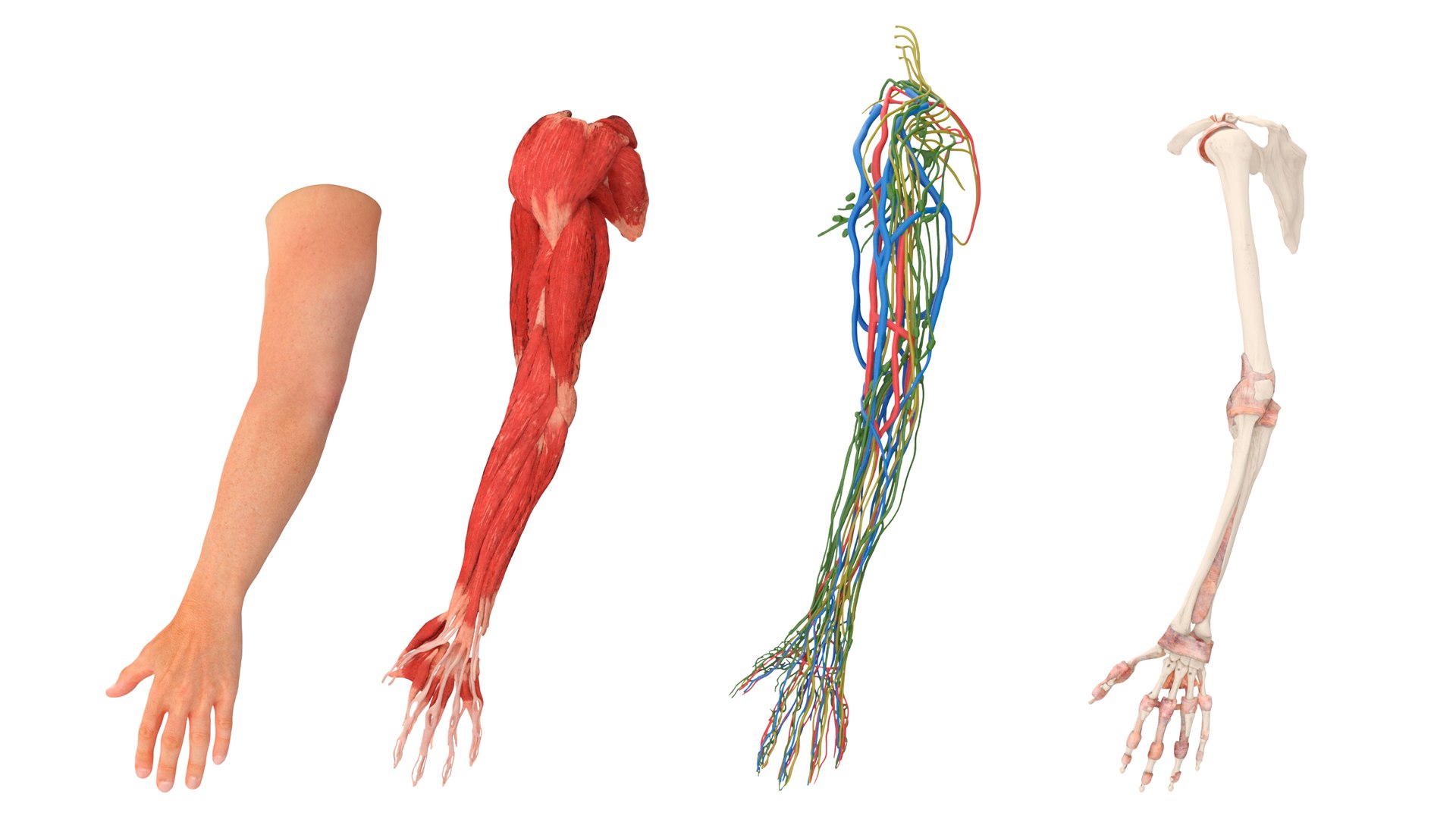 Arm Realistic Male Anatomy 3D - TurboSquid 2169040