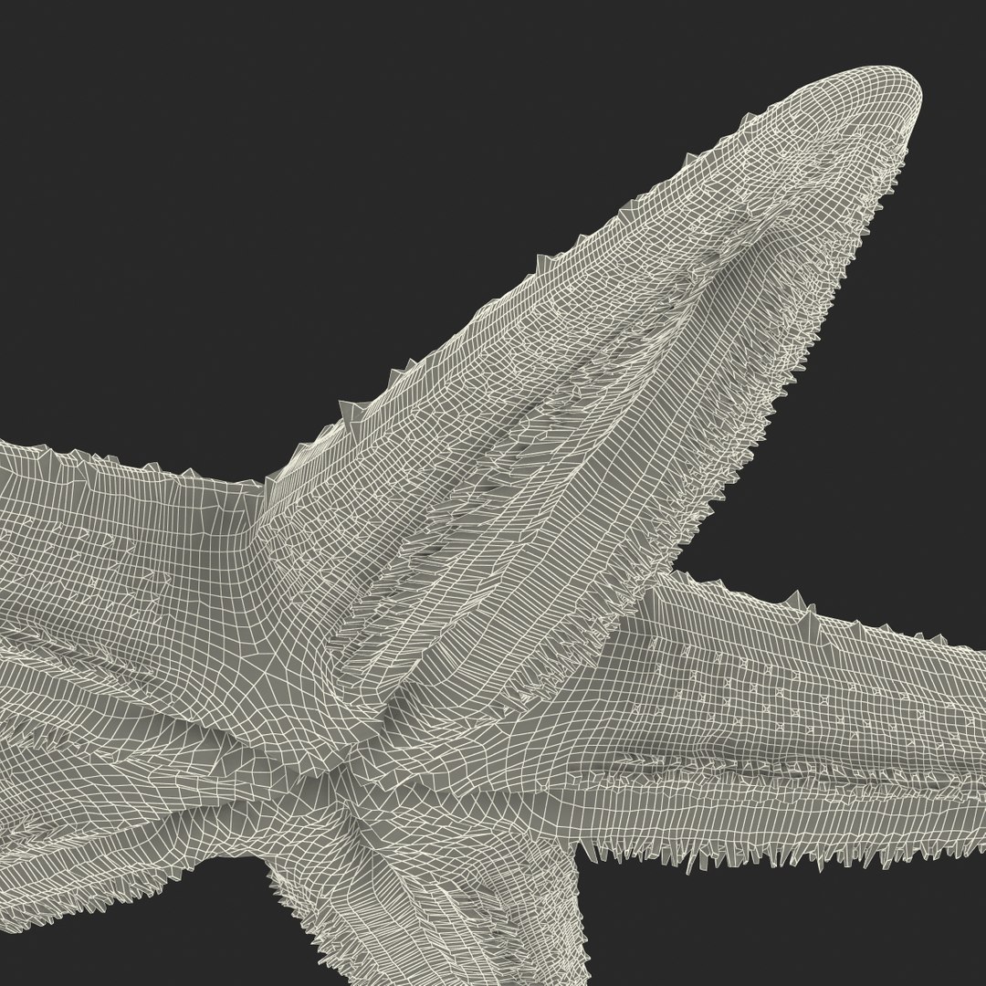 3d Model Starfish 2