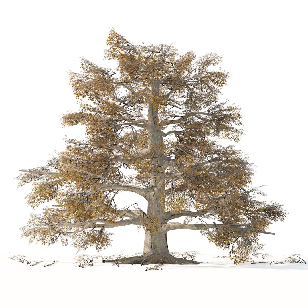 3D Broadleaves Common Beech Trees 3D Model Model - TurboSquid 2106715