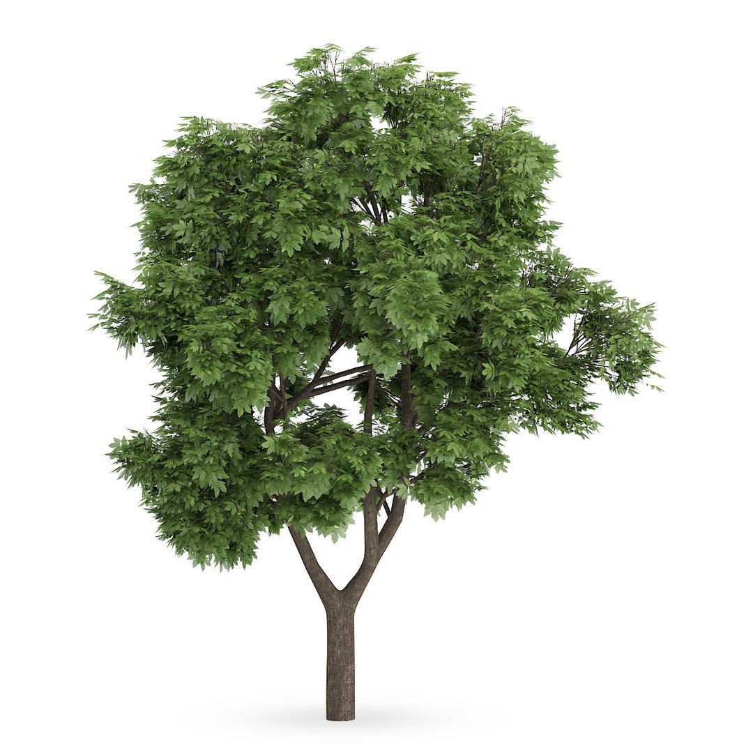 3d model sycamore maple tree acer