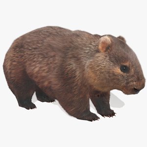 3D Wombat Models - Browse & Download Formats - TurboSquid