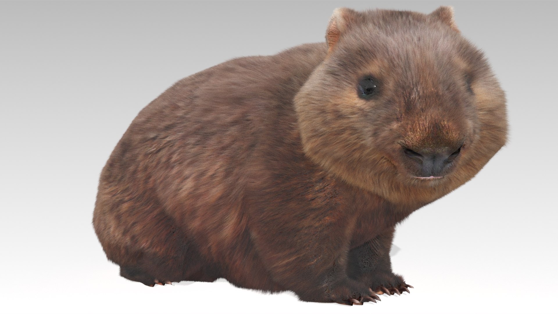 3D Wombat Model - TurboSquid 2323935