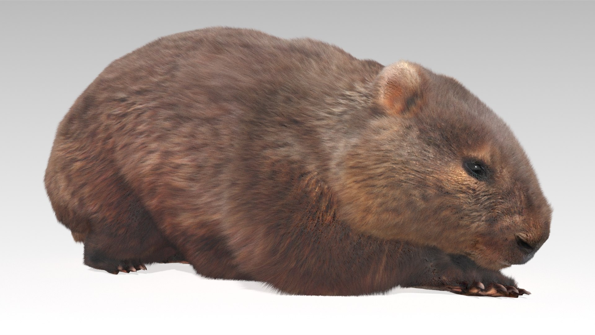 3D Wombat Model - TurboSquid 2323935