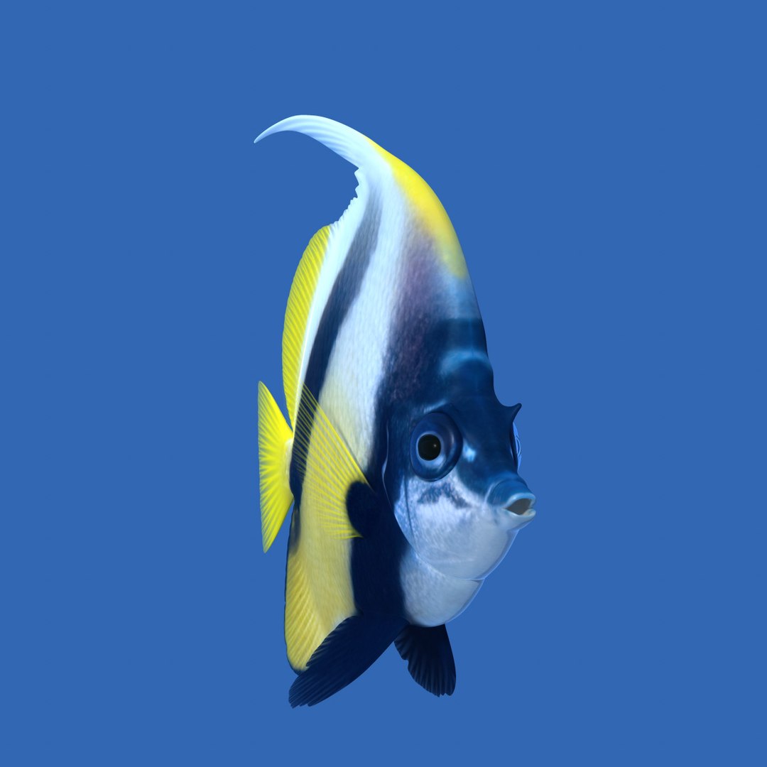 3ds Longfin Bannerfish Heniochus Acuminatus