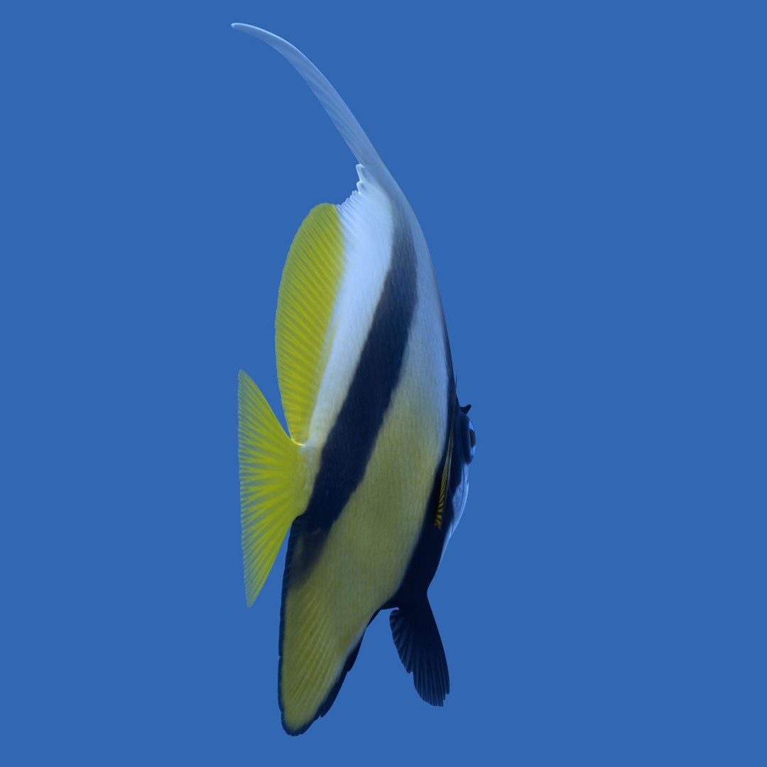 3ds Longfin Bannerfish Heniochus Acuminatus
