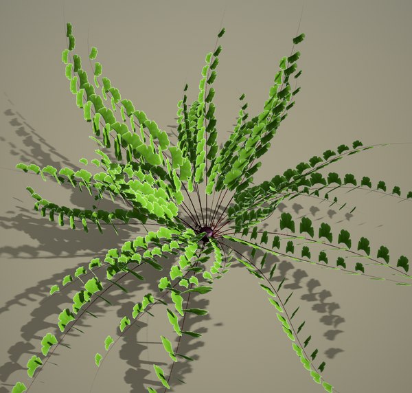 3D fern - TurboSquid 1572498