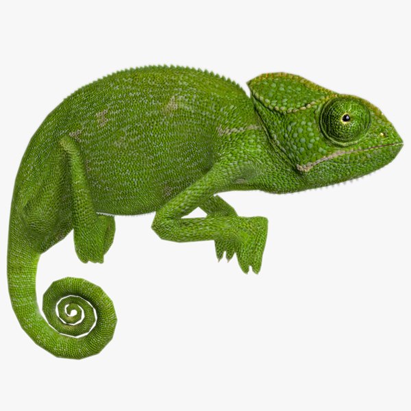 modelo 3d Camaleón - TurboSquid 1996679