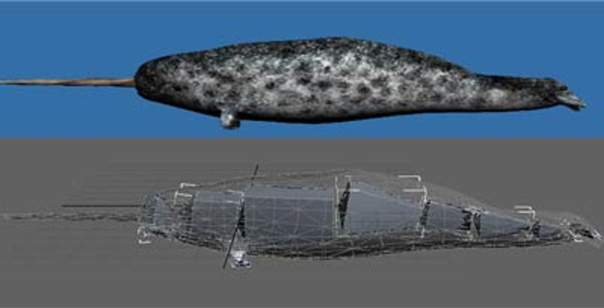 narwhal 3d model