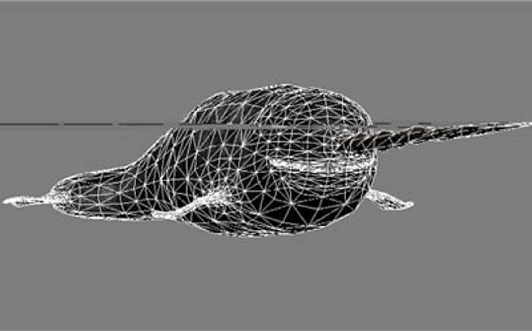 narwhal 3d model