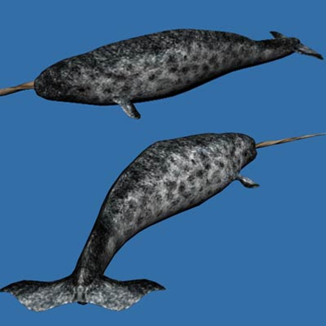 narwhal 3d model