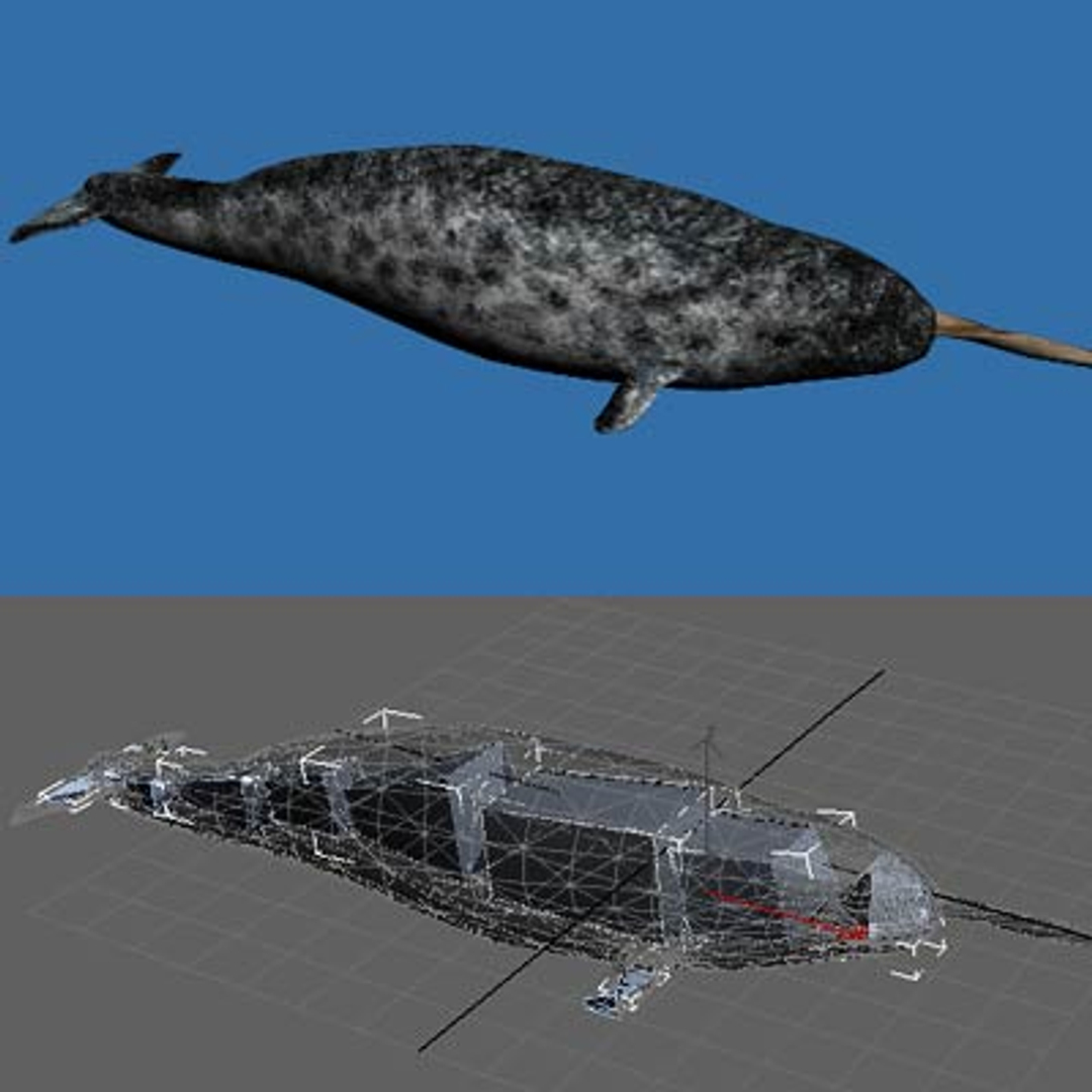 narwhal 3d model
