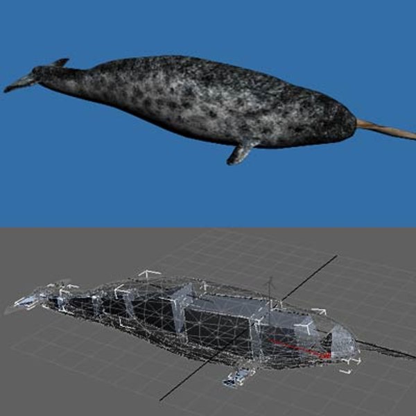 narwhal 3d model