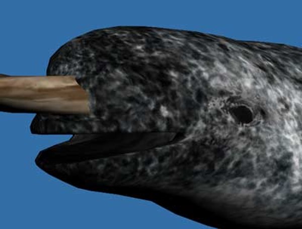 narwhal 3d model
