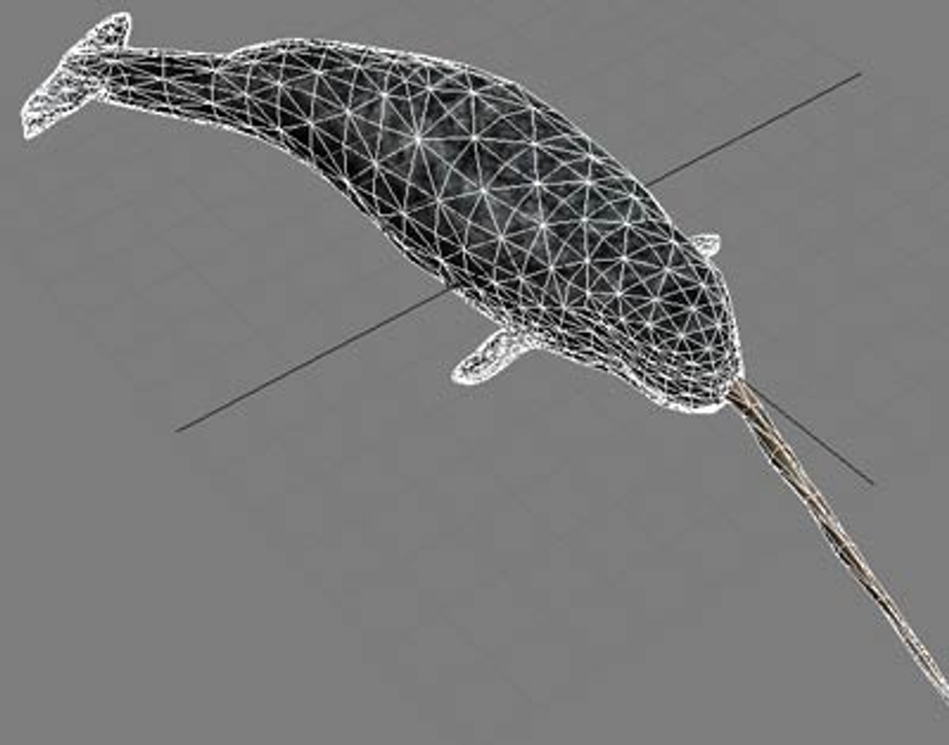 narwhal 3d model
