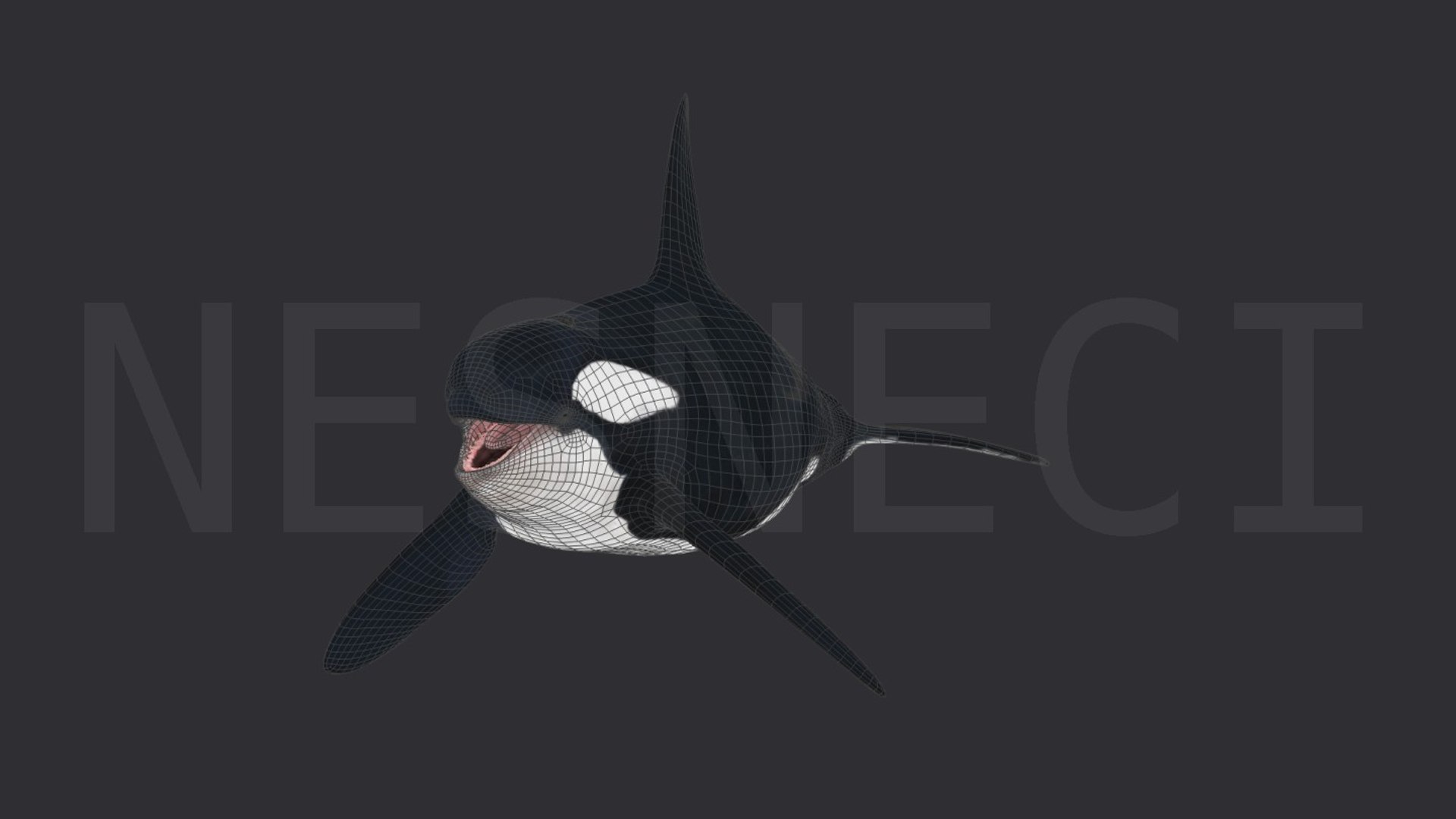 Professionally Killer Whale Orca 3d Model
