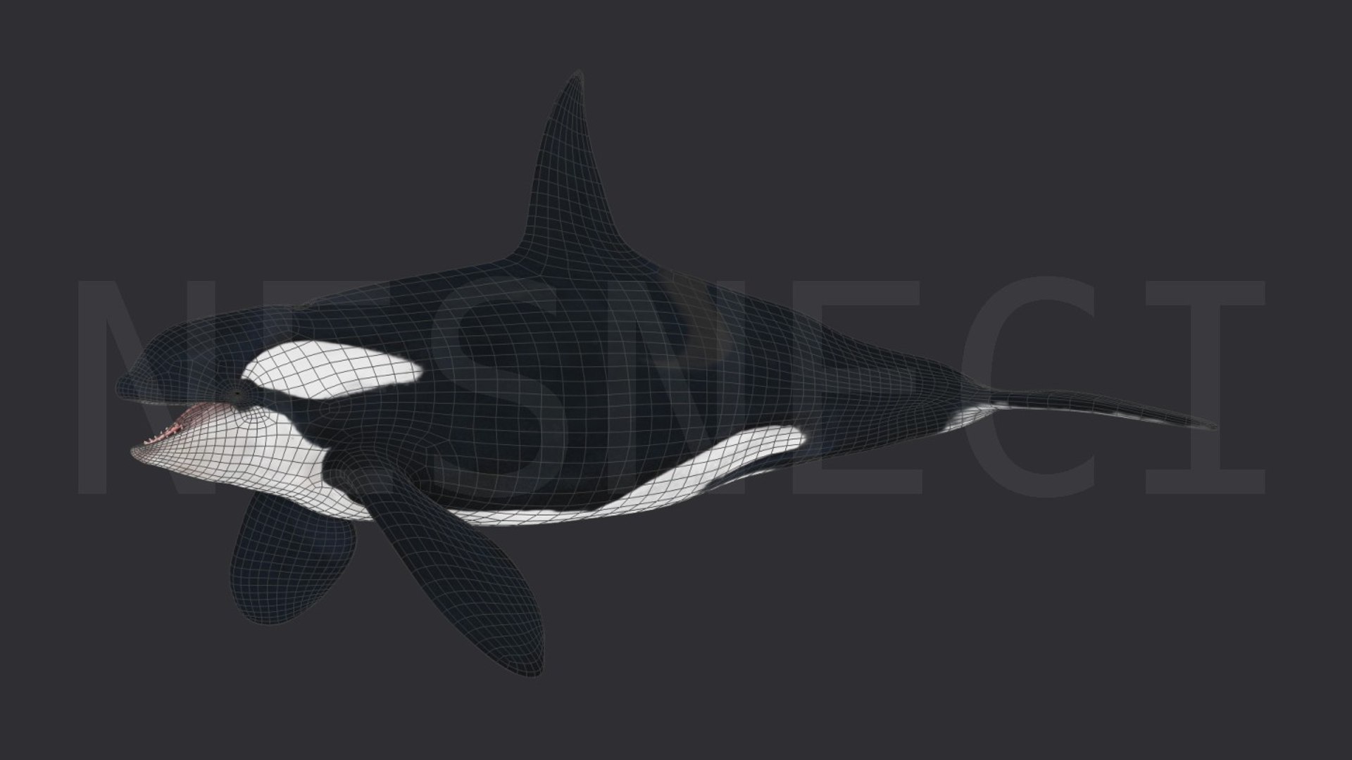 Professionally Killer Whale Orca 3d Model
