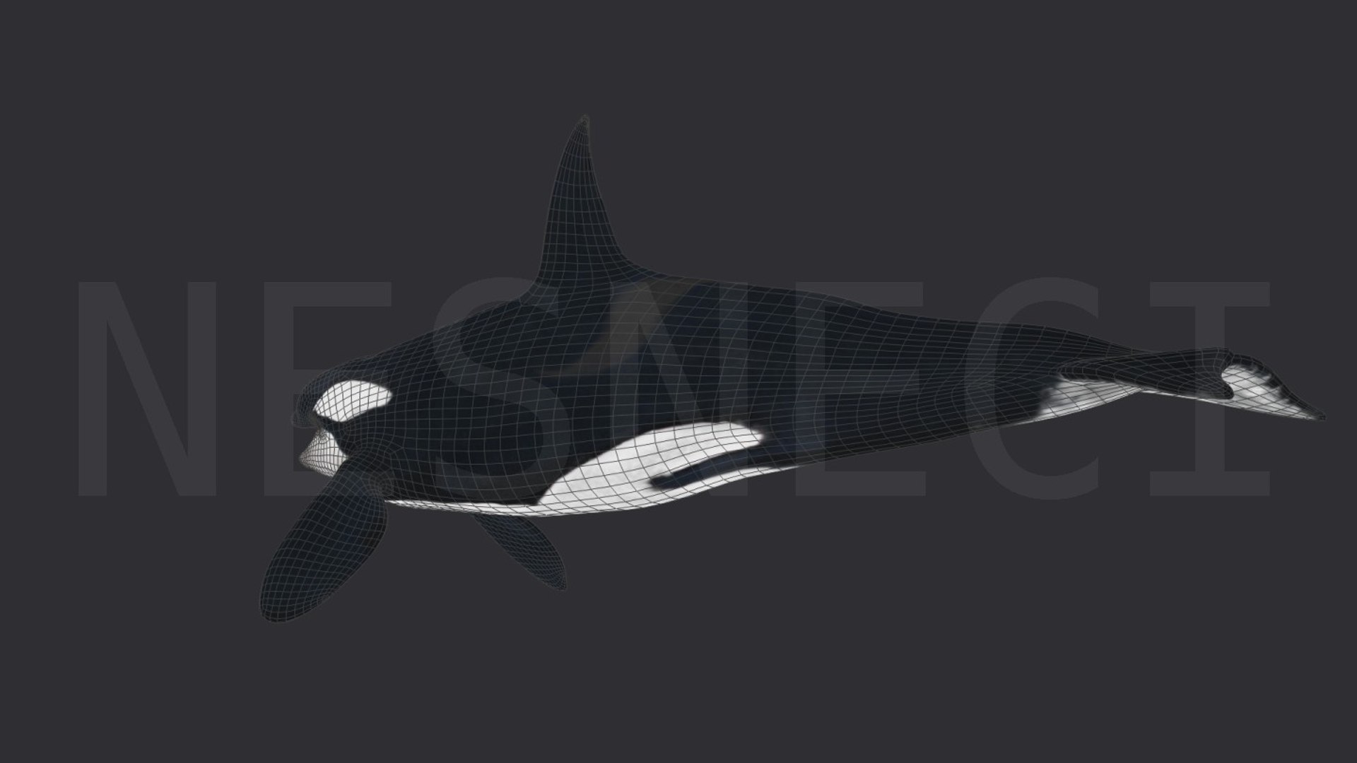 Professionally Killer Whale Orca 3d Model