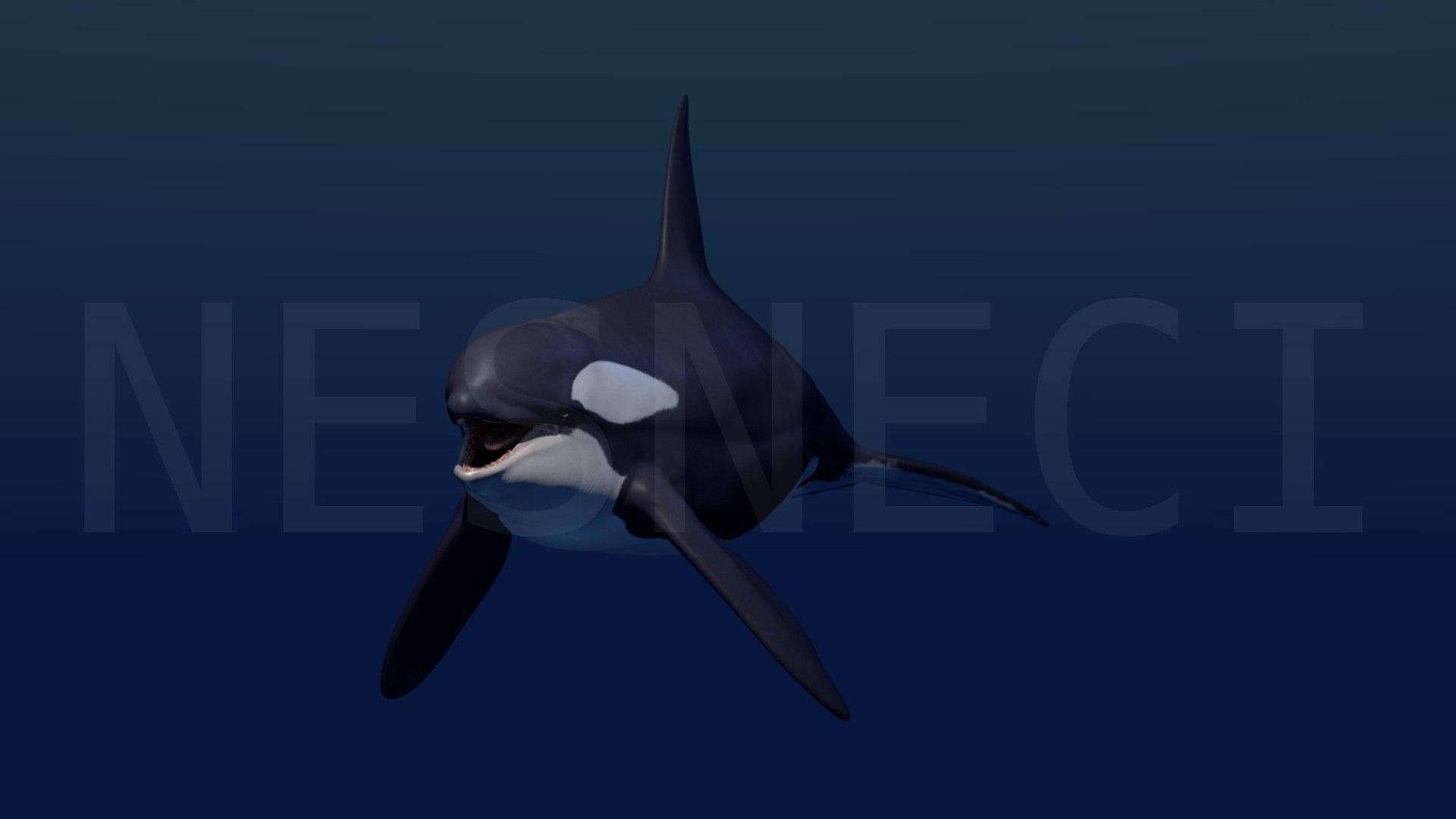 Professionally Killer Whale Orca 3d Model