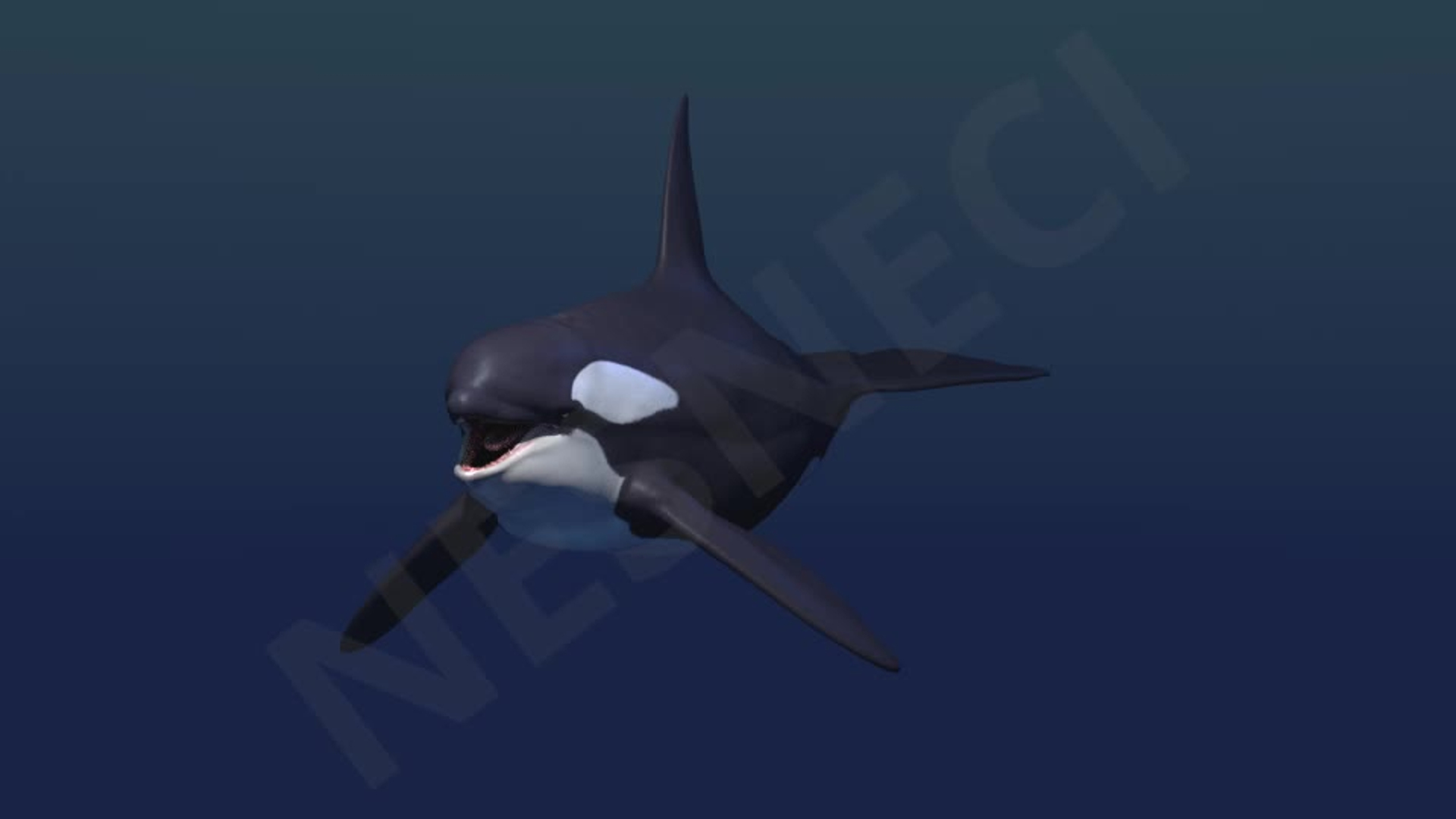 Professionally Killer Whale Orca 3d Model
