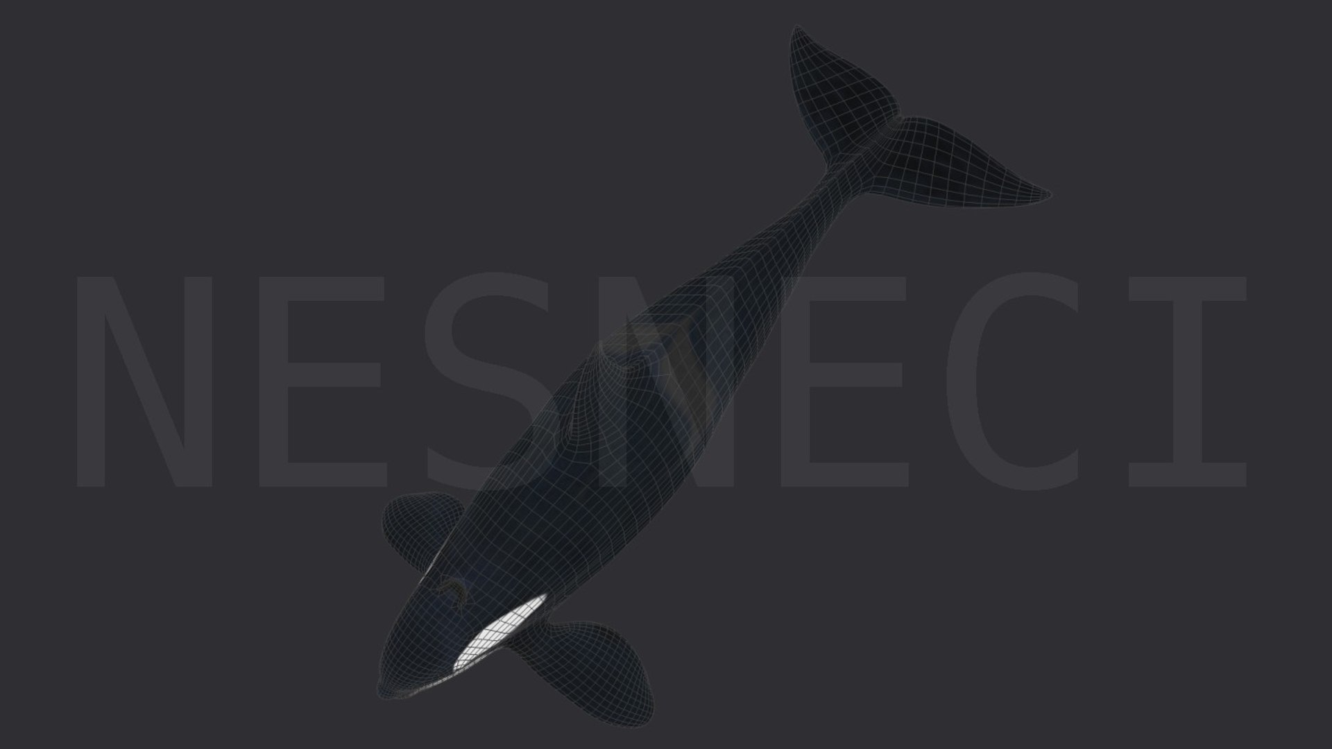 Professionally Killer Whale Orca 3d Model