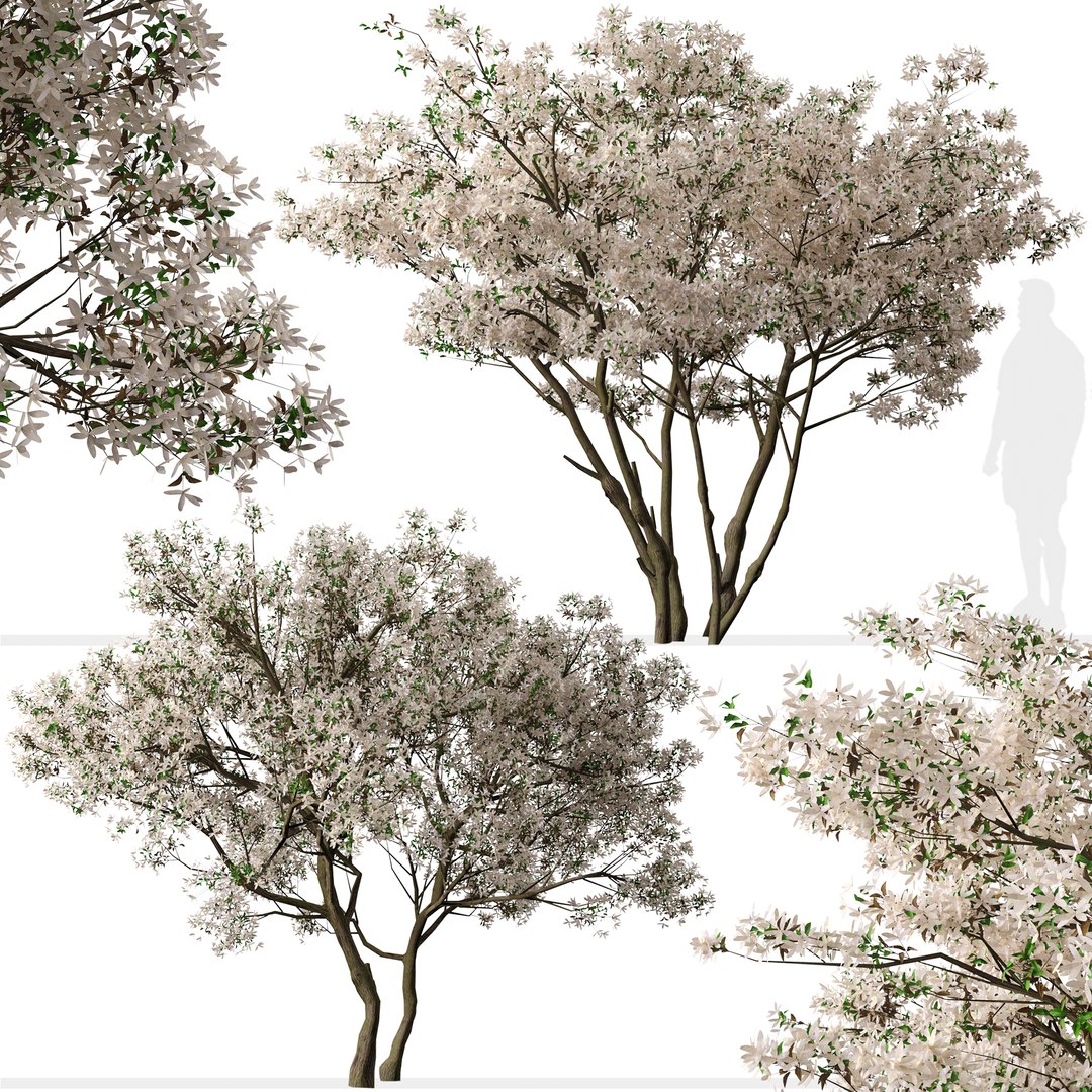 3D Set Of Flowering Serviceberry Or Kupfer Felsenbirne Trees Model ...