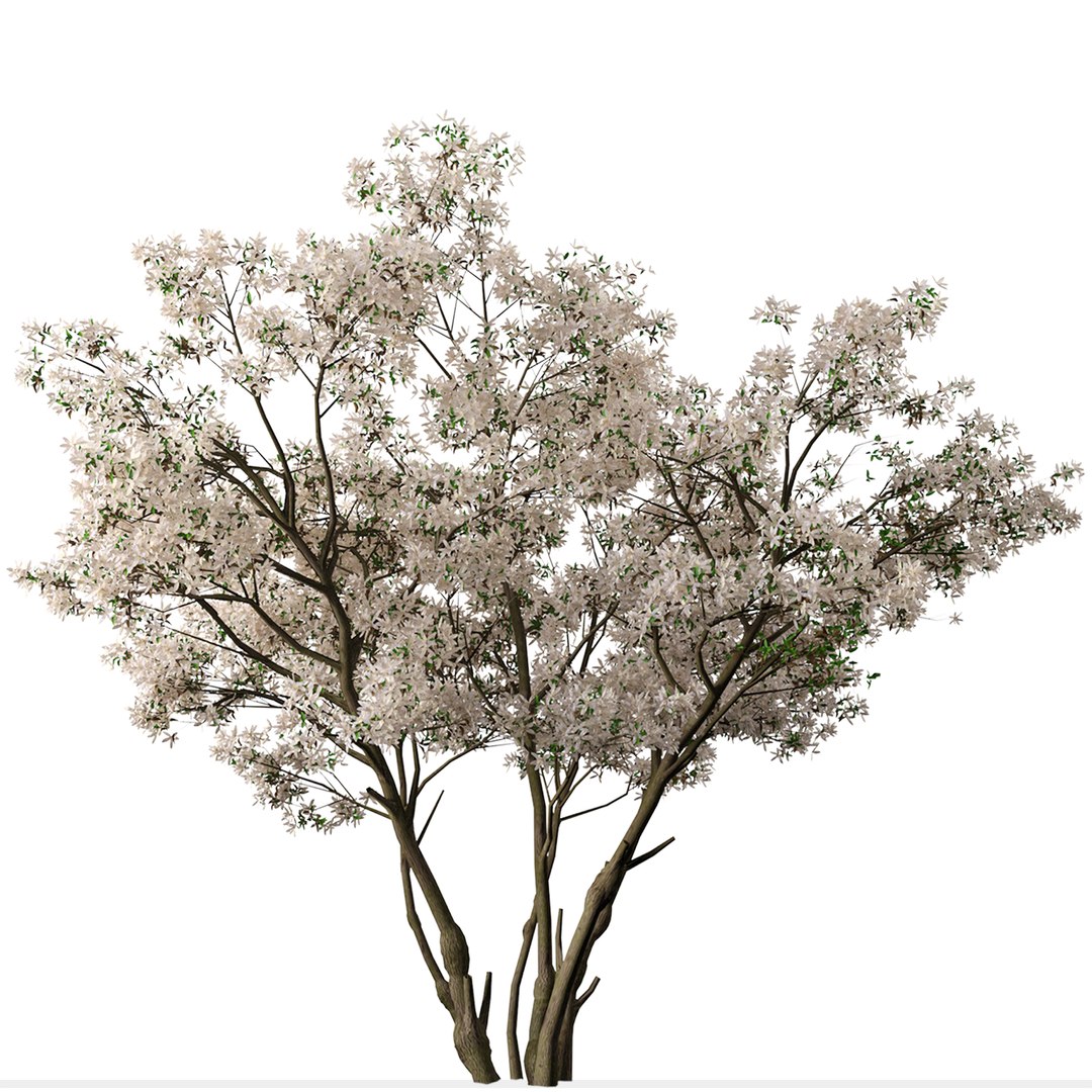3D Set Of Flowering Serviceberry Or Kupfer Felsenbirne Trees Model ...