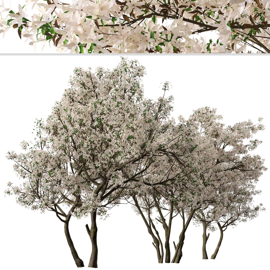 3D Set Of Flowering Serviceberry Or Kupfer Felsenbirne Trees Model ...