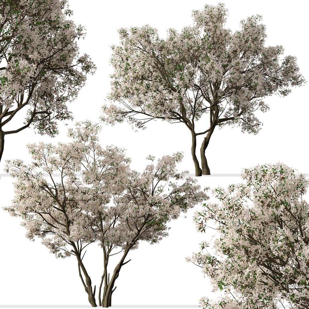 3D Set Of Flowering Serviceberry Or Kupfer Felsenbirne Trees Model ...