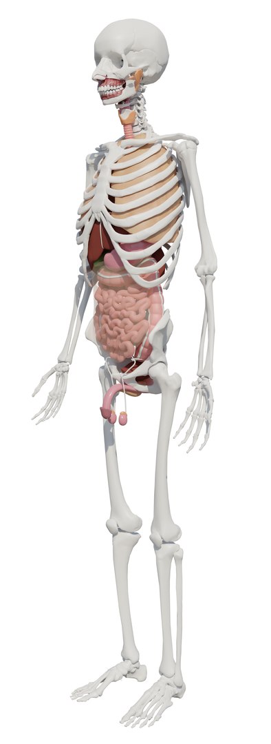 Full human body anatomy 299 3D - TurboSquid 2115919