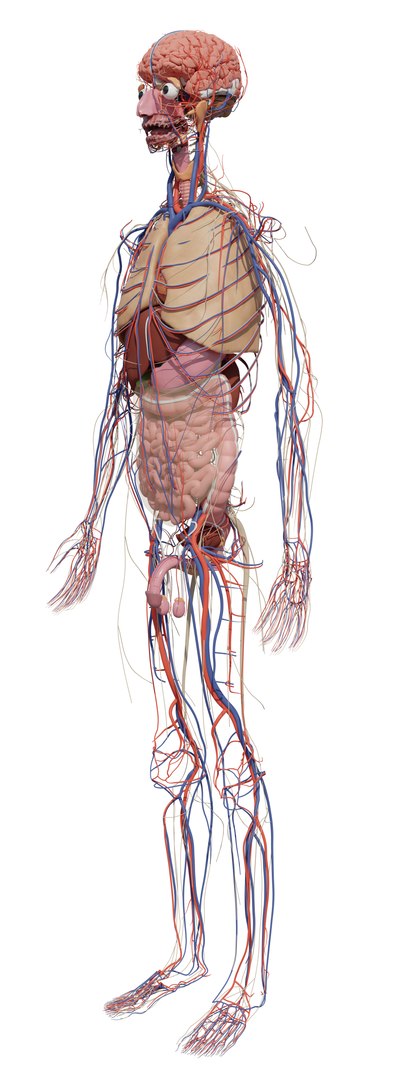 Full human body anatomy 299 3D - TurboSquid 2115919