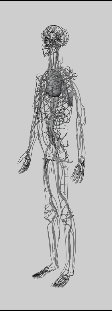 Full human body anatomy 299 3D - TurboSquid 2115919