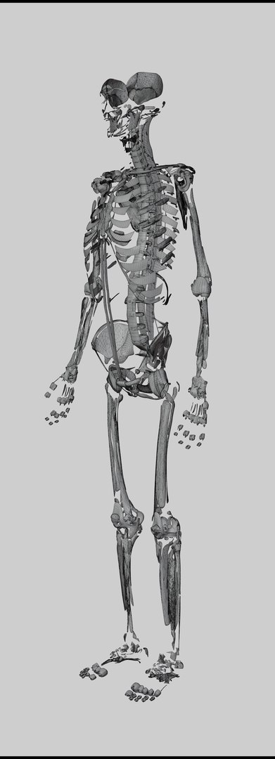 Full human body anatomy 299 3D - TurboSquid 2115919