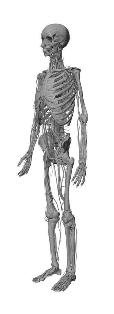 Full human body anatomy 299 3D - TurboSquid 2115919