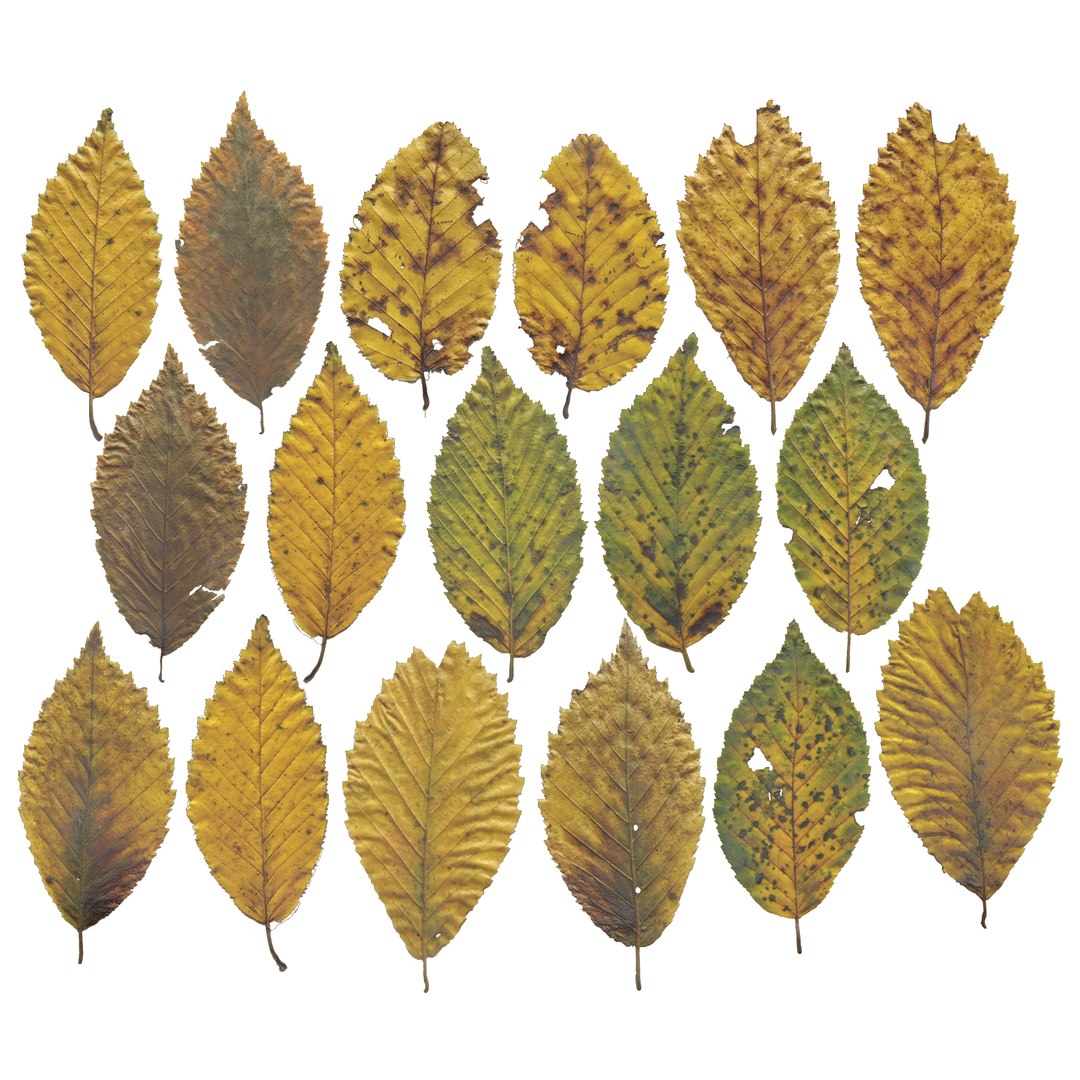 Fall Autumn Alder Leaves Leaf Low-poly 3D Model - TurboSquid 2295546