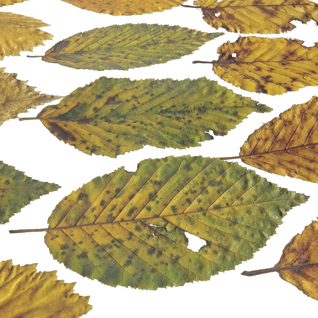 Fall Autumn Alder Leaves Leaf Low-poly 3D Model - TurboSquid 2295546