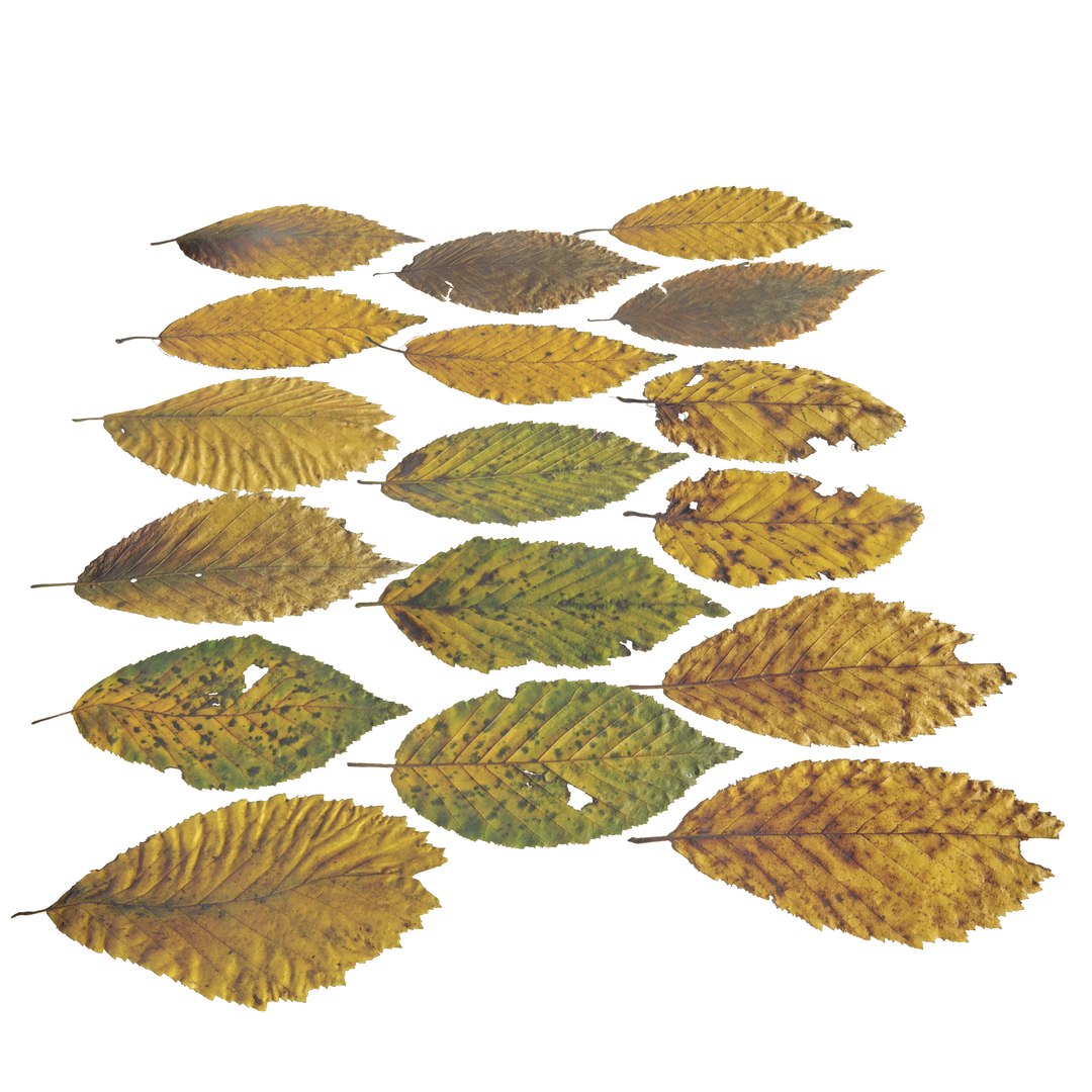 Fall Autumn Alder Leaves Leaf Low-poly 3D Model - TurboSquid 2295546