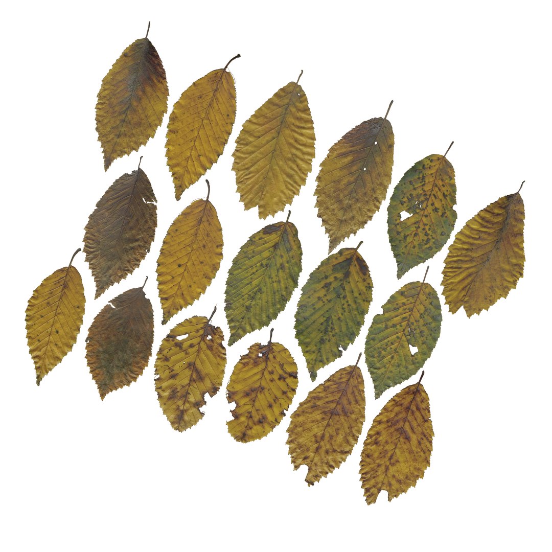 Fall Autumn Alder Leaves Leaf Low-poly 3D Model - TurboSquid 2295546