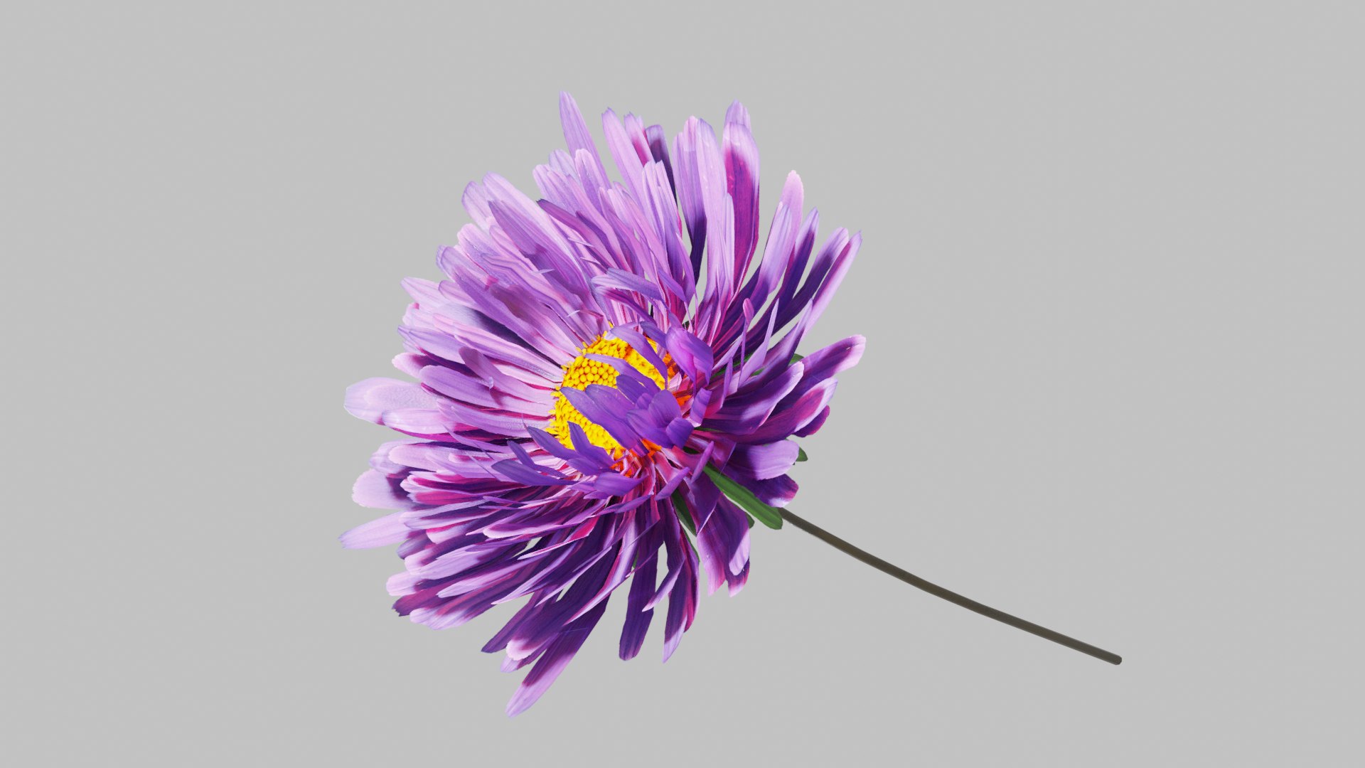 3D Aster - TurboSquid 2063429