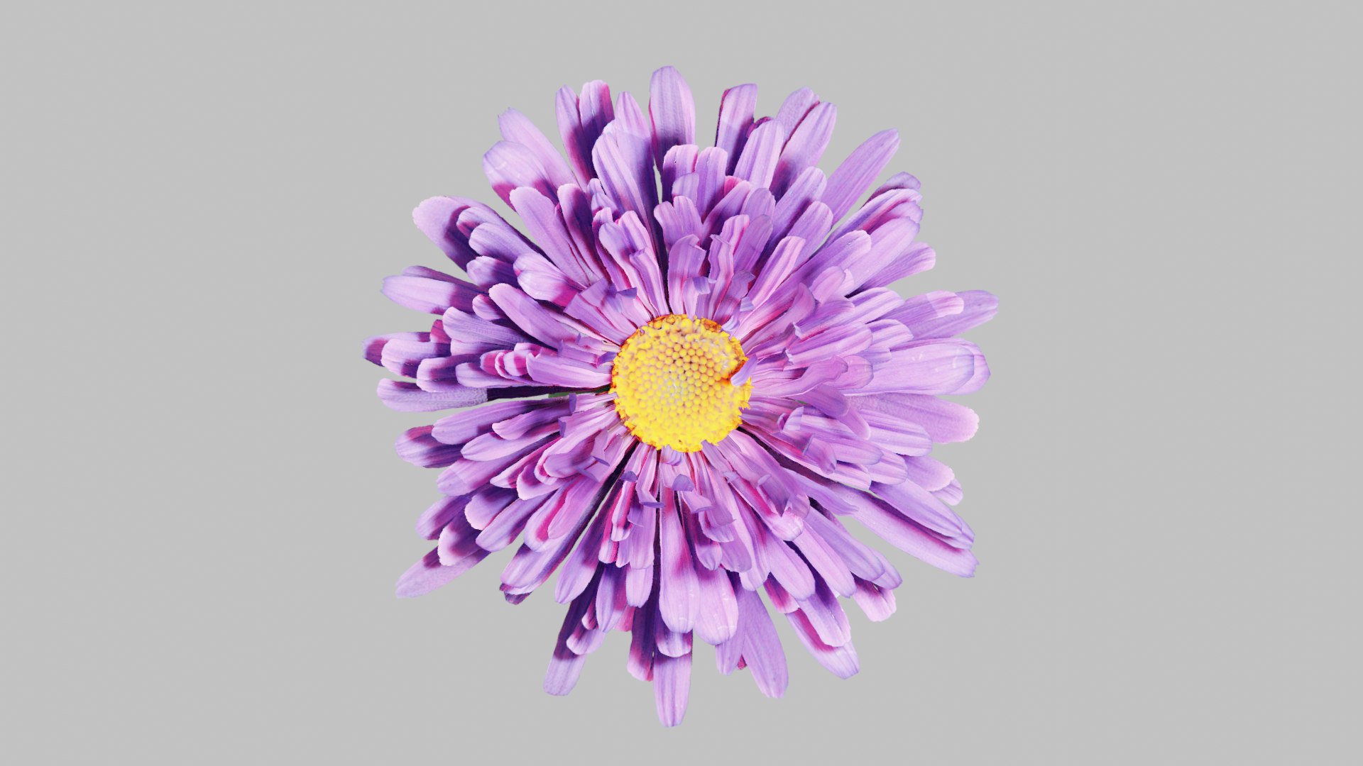 3D Aster - TurboSquid 2063429