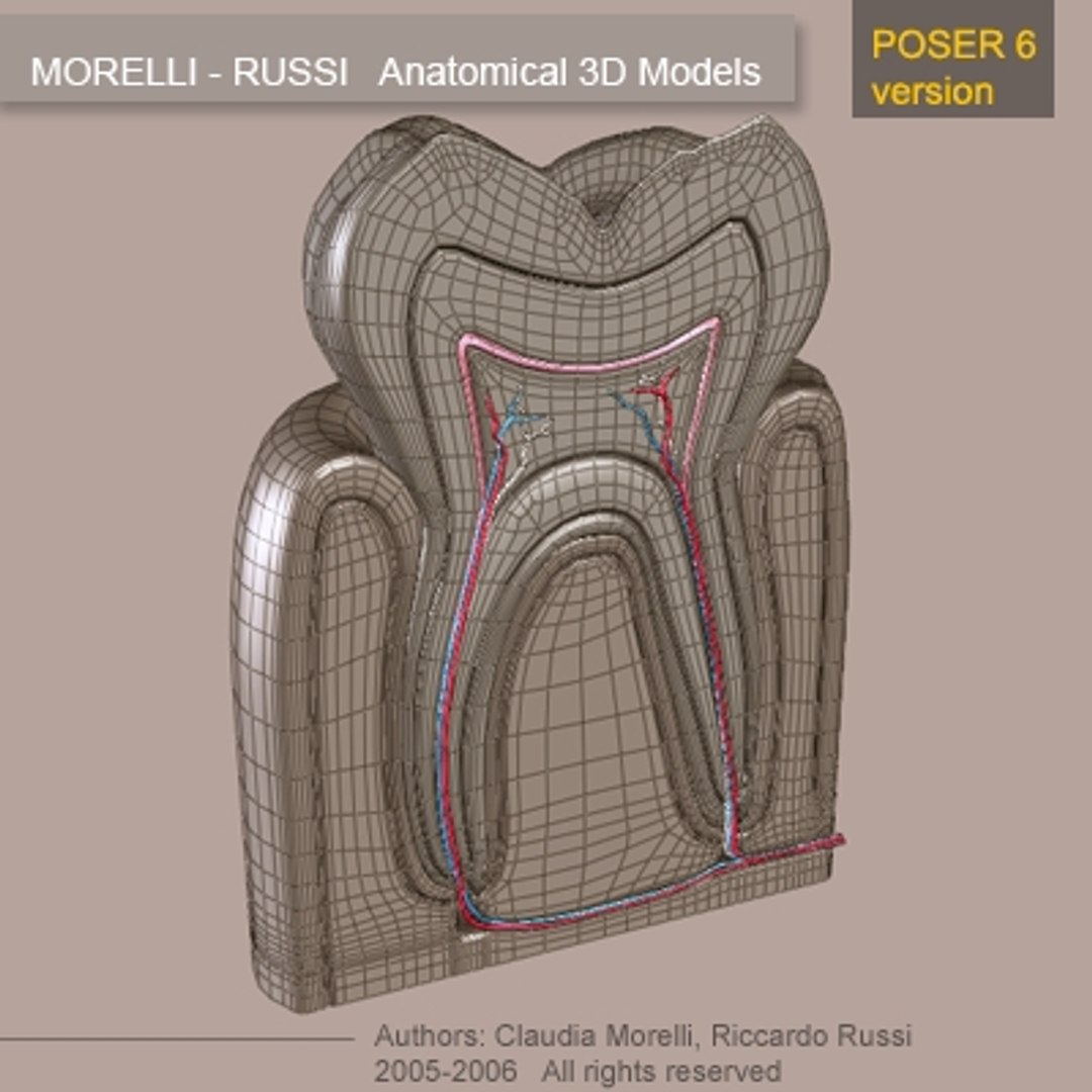 Tooth Section 3d Model