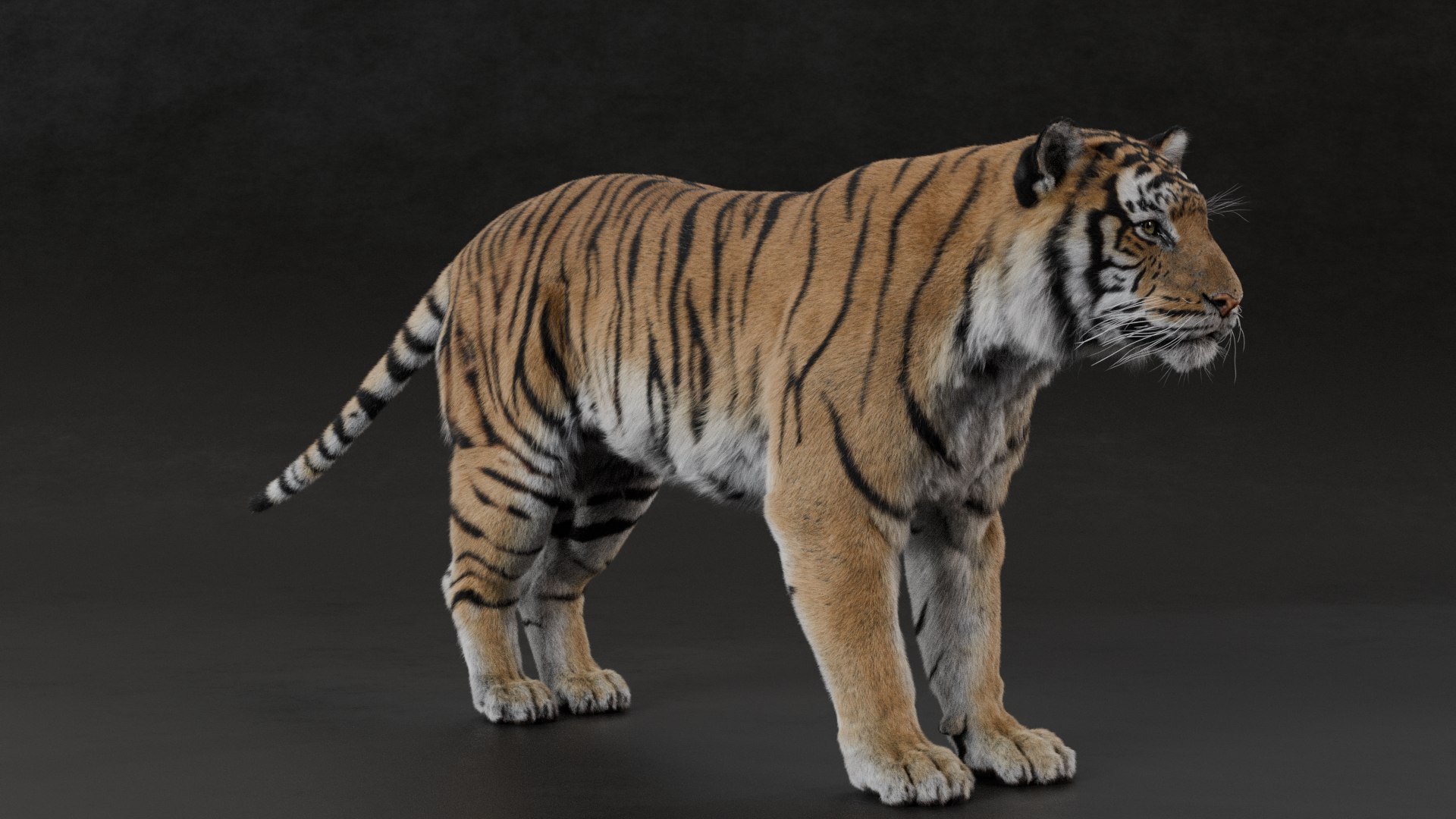 3D Model Bengal Tiger - TurboSquid 2378635