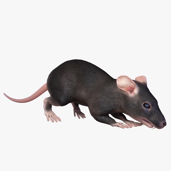 3d rats fur model