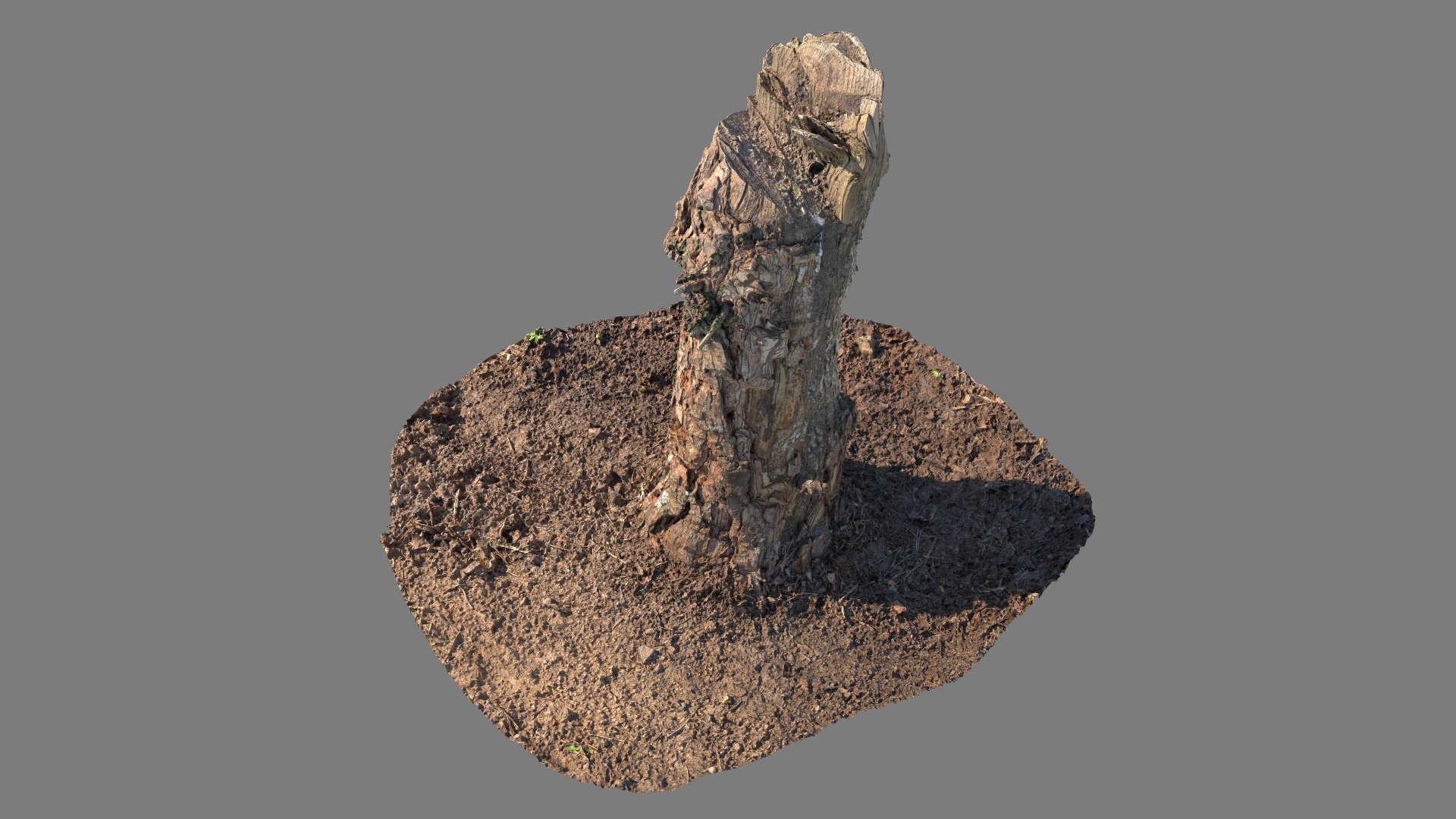 Scanned Trimmed Trunks Collection 3D Model - TurboSquid 2165883