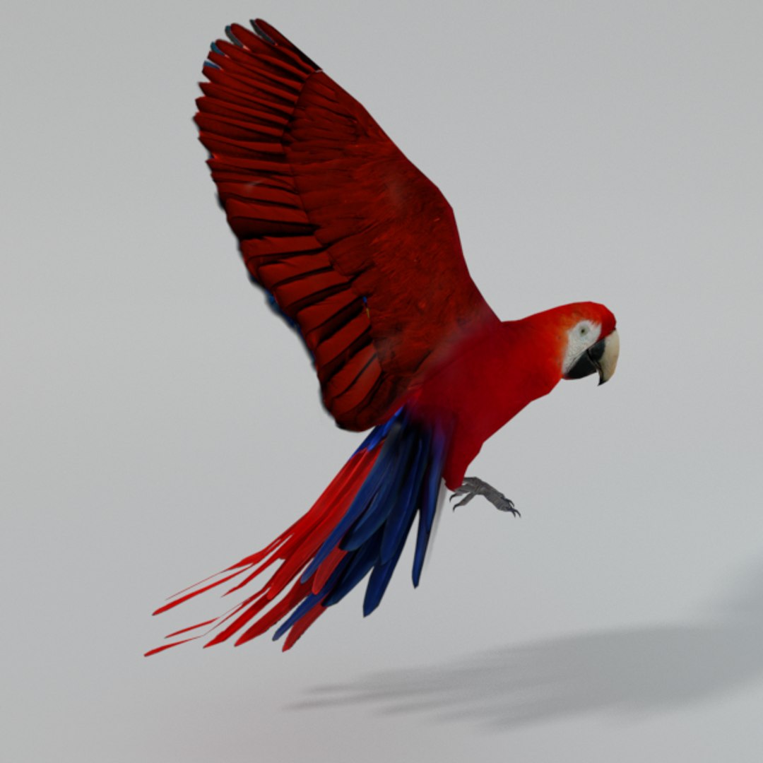 Red Macaw 3D Model - TurboSquid 1316794