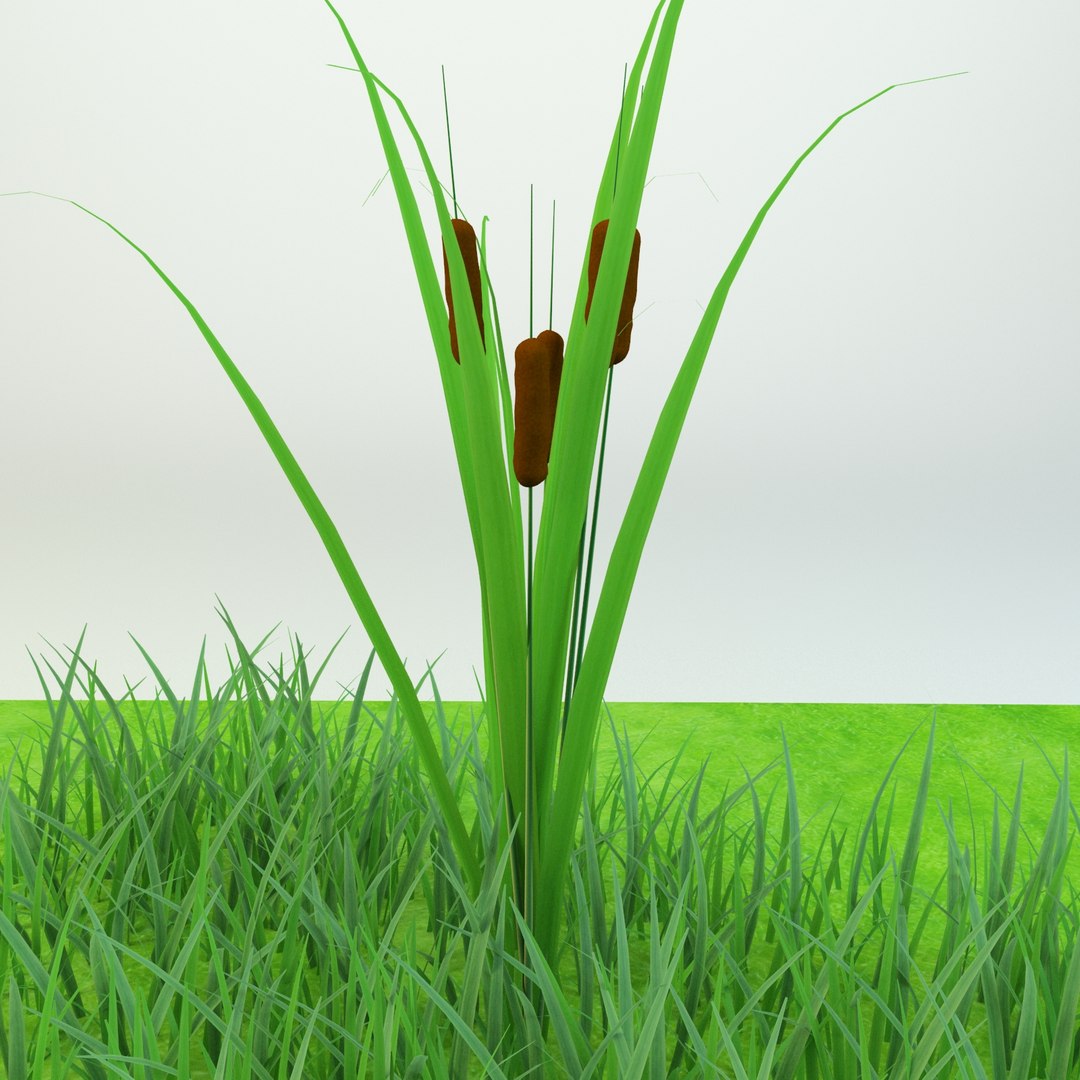 3D Cattail Reed Model - TurboSquid 1621021