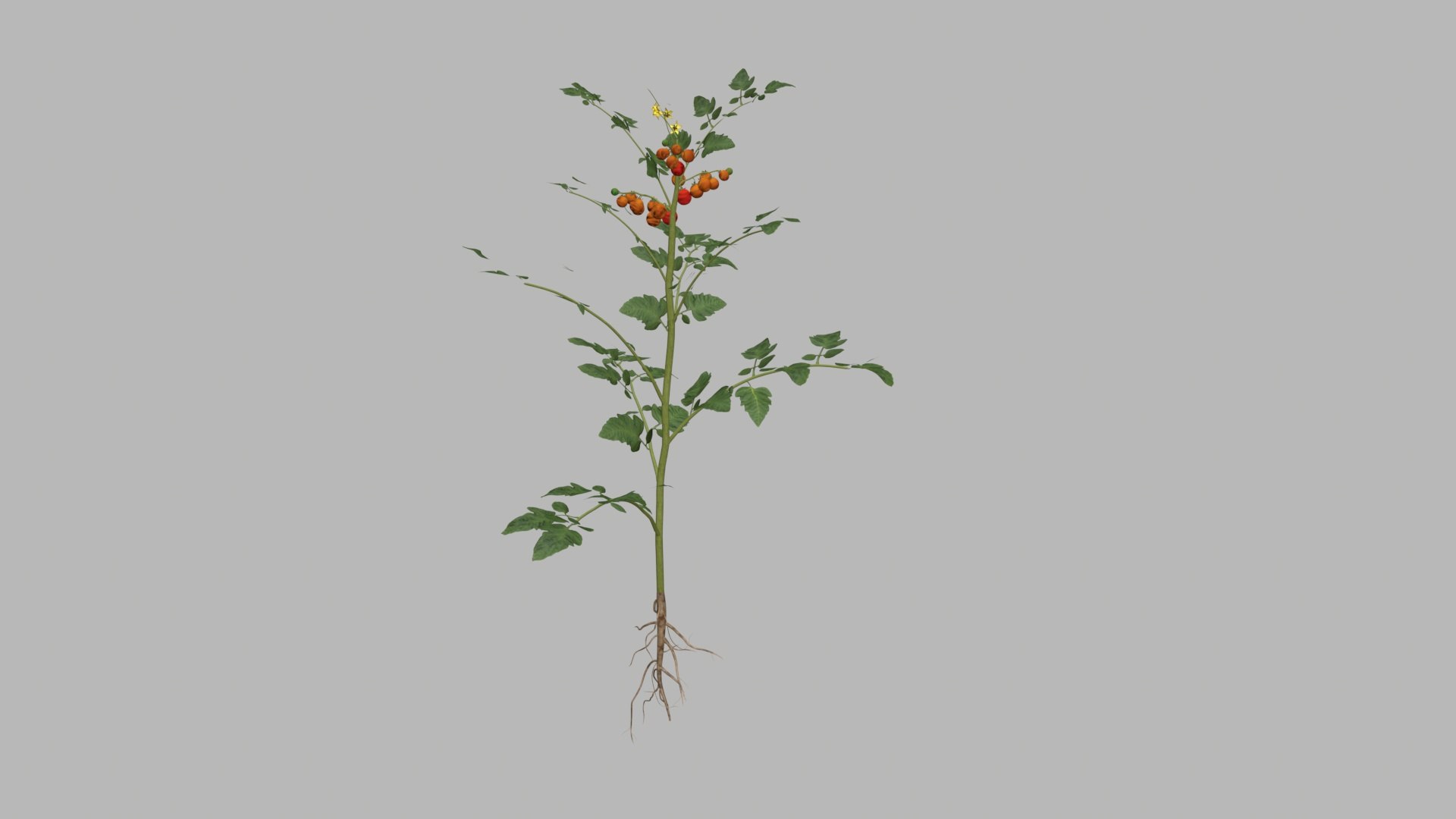 3D Model Tomato Plant Low Poly - TurboSquid 2010331