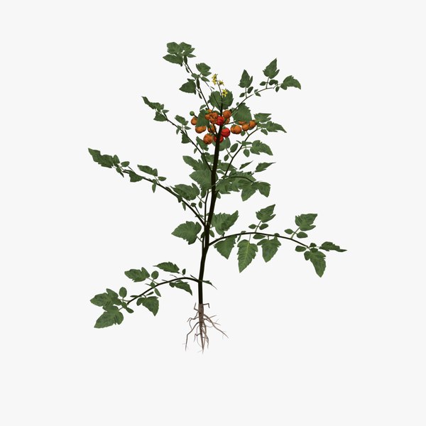 3D model Tomato plant low poly - TurboSquid 2010331